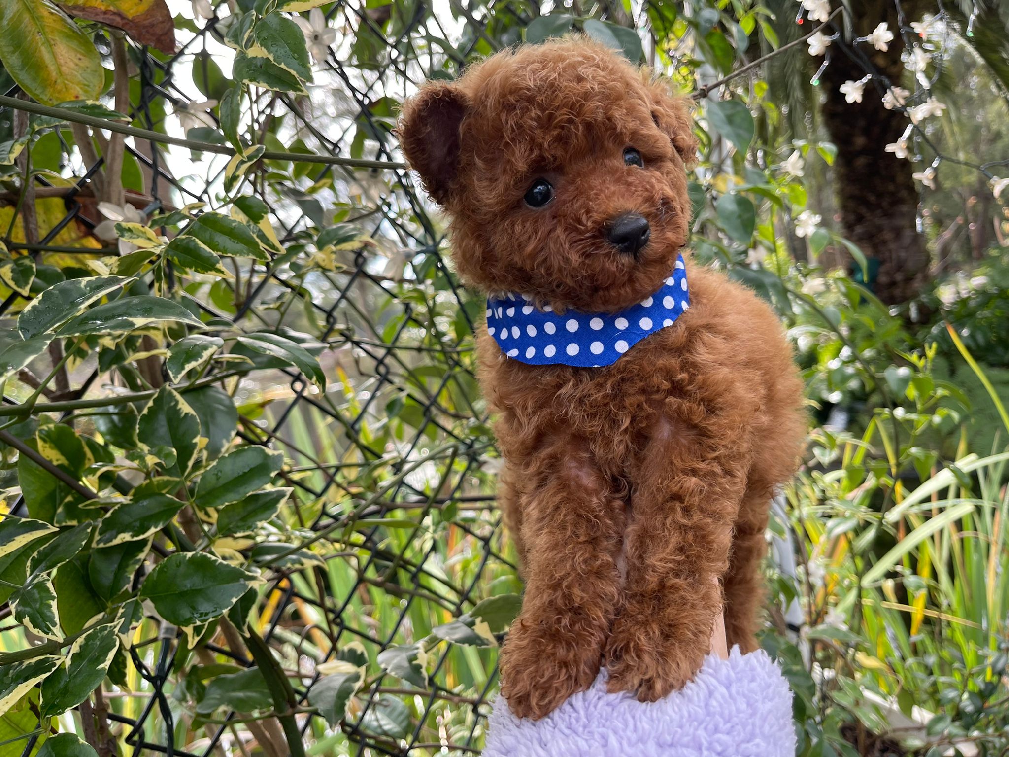 About Us | Sydney Toy Poodles