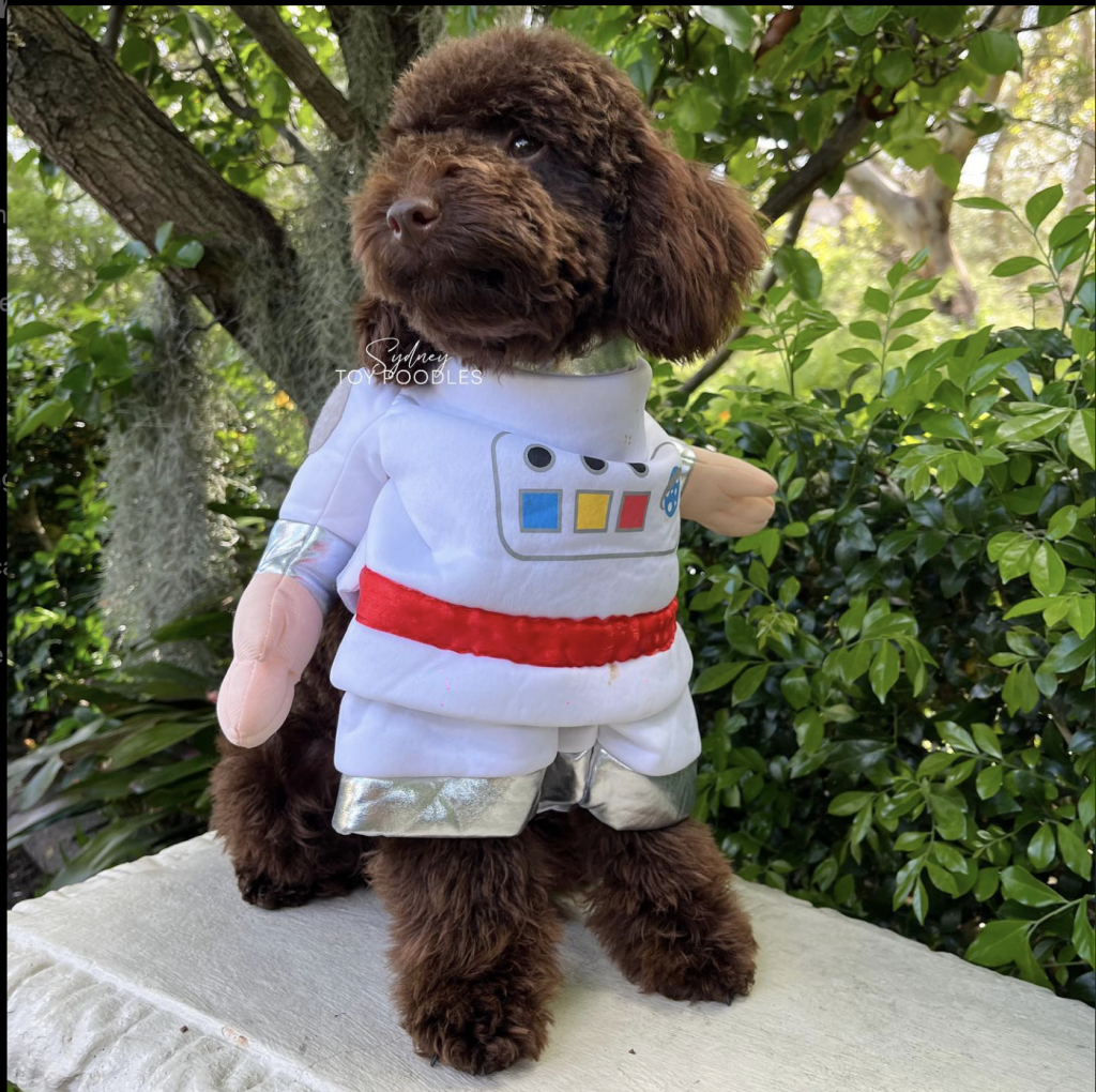 Sydney Toy Poodles | Toy Poodle Breeder