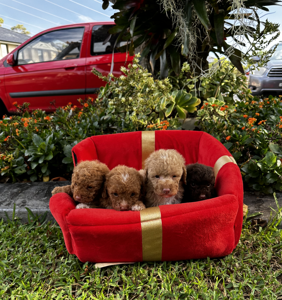 Available Puppies | Sydney Toy Poodles